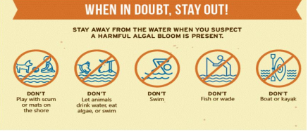 Algae Blooms Awareness - Village of Carbon Hill, Illinois : Village of ...